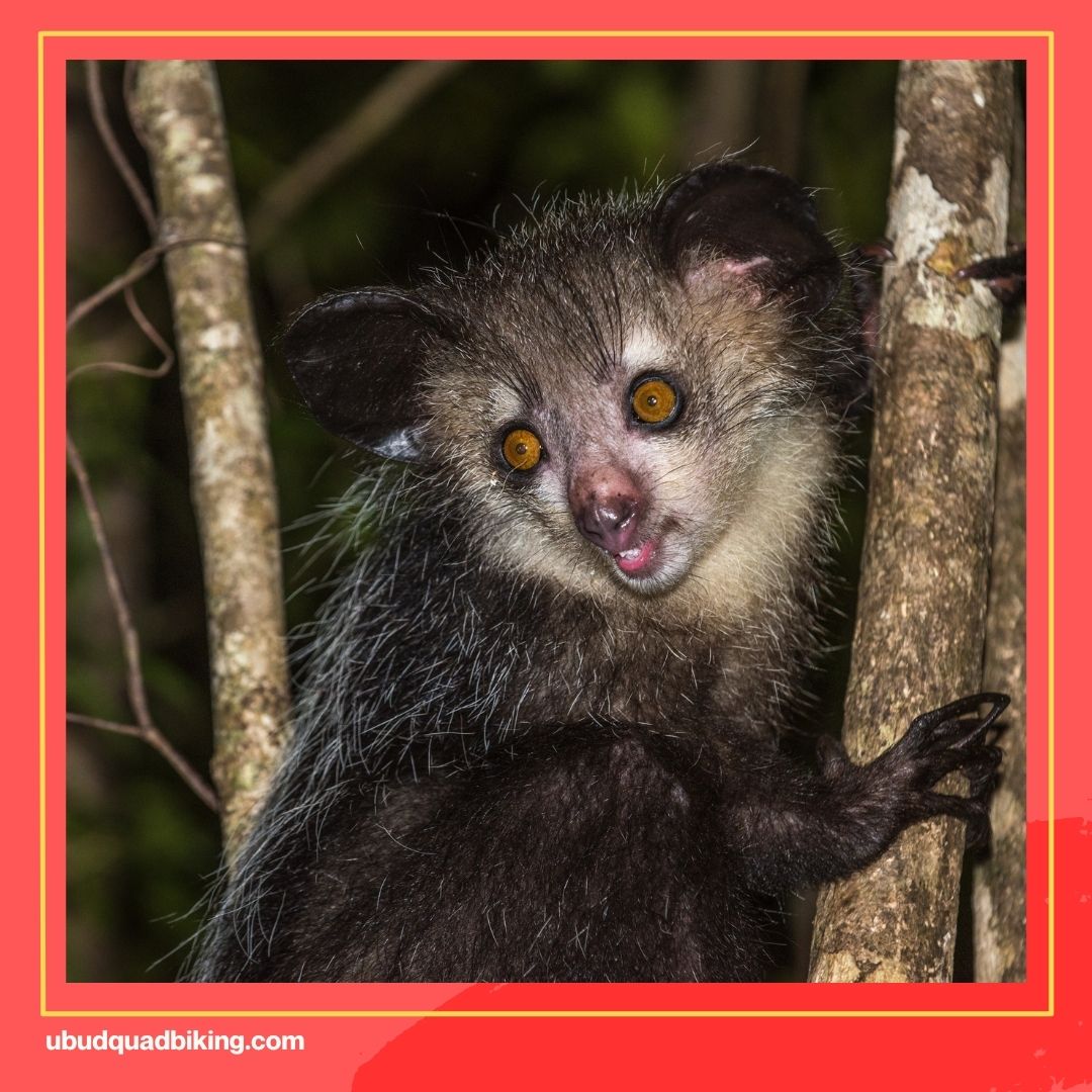 Bali Night Zoo – Observing Nocturnal Animals at Night