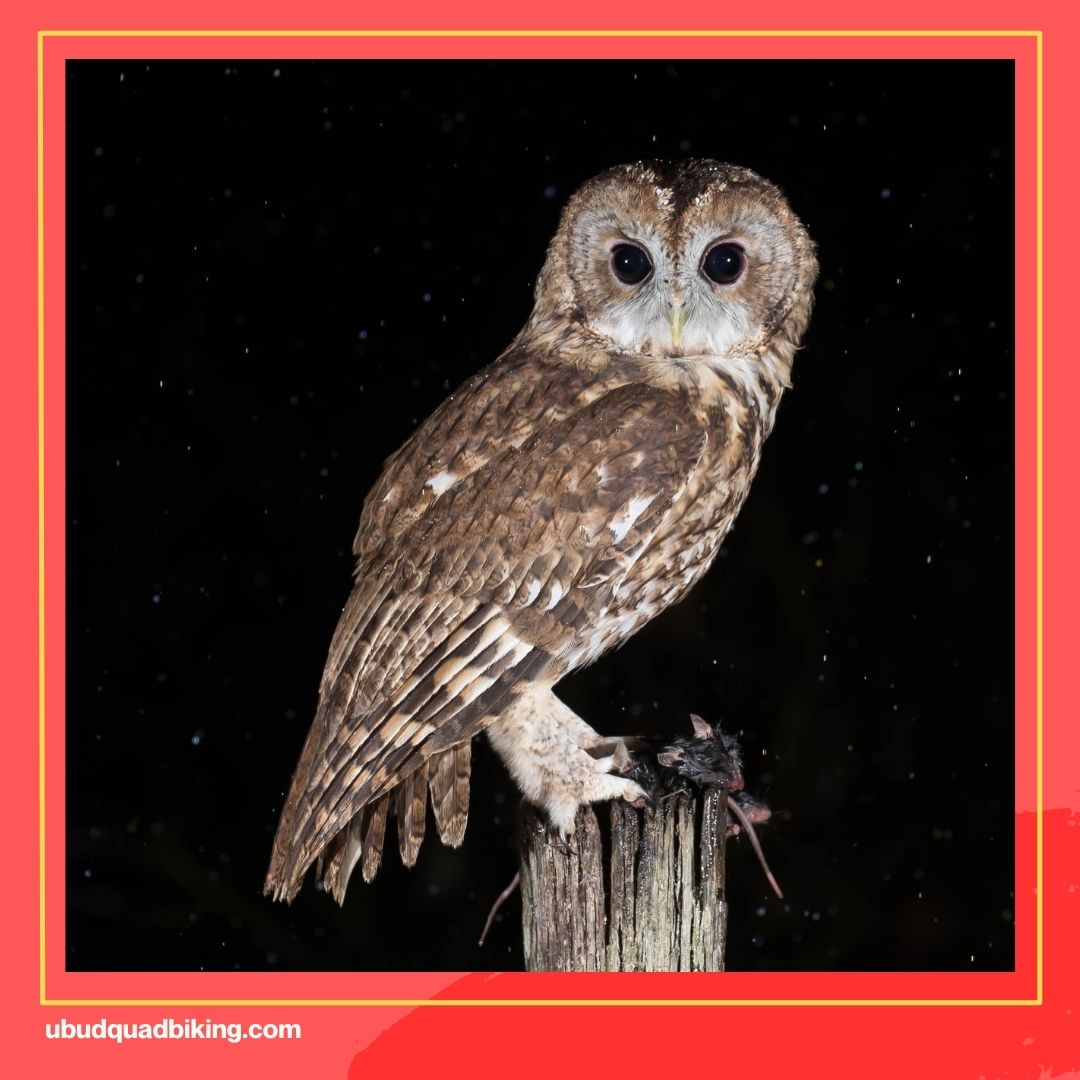 Bali Night Zoo – Observing Nocturnal Animals at Night