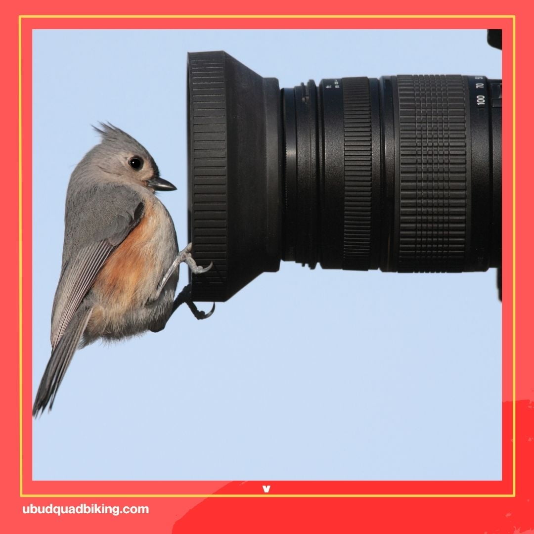 Review and Tips for an Exciting Visit to Bird Park Bali